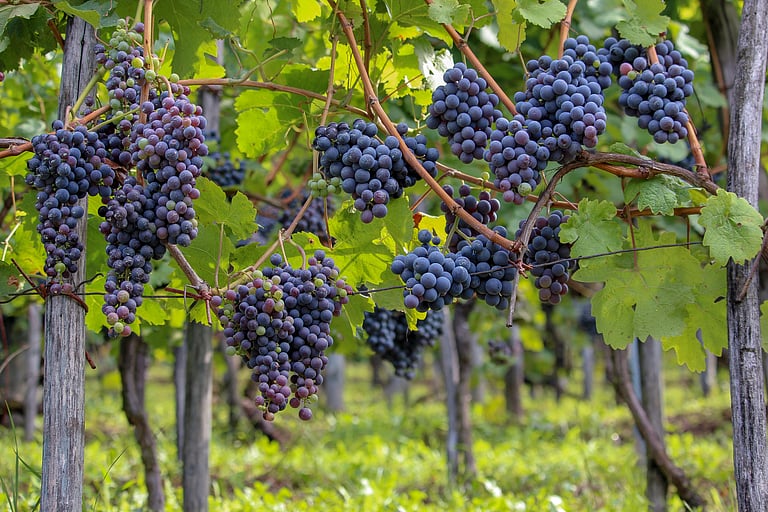 Are green, red and purple grapes different
