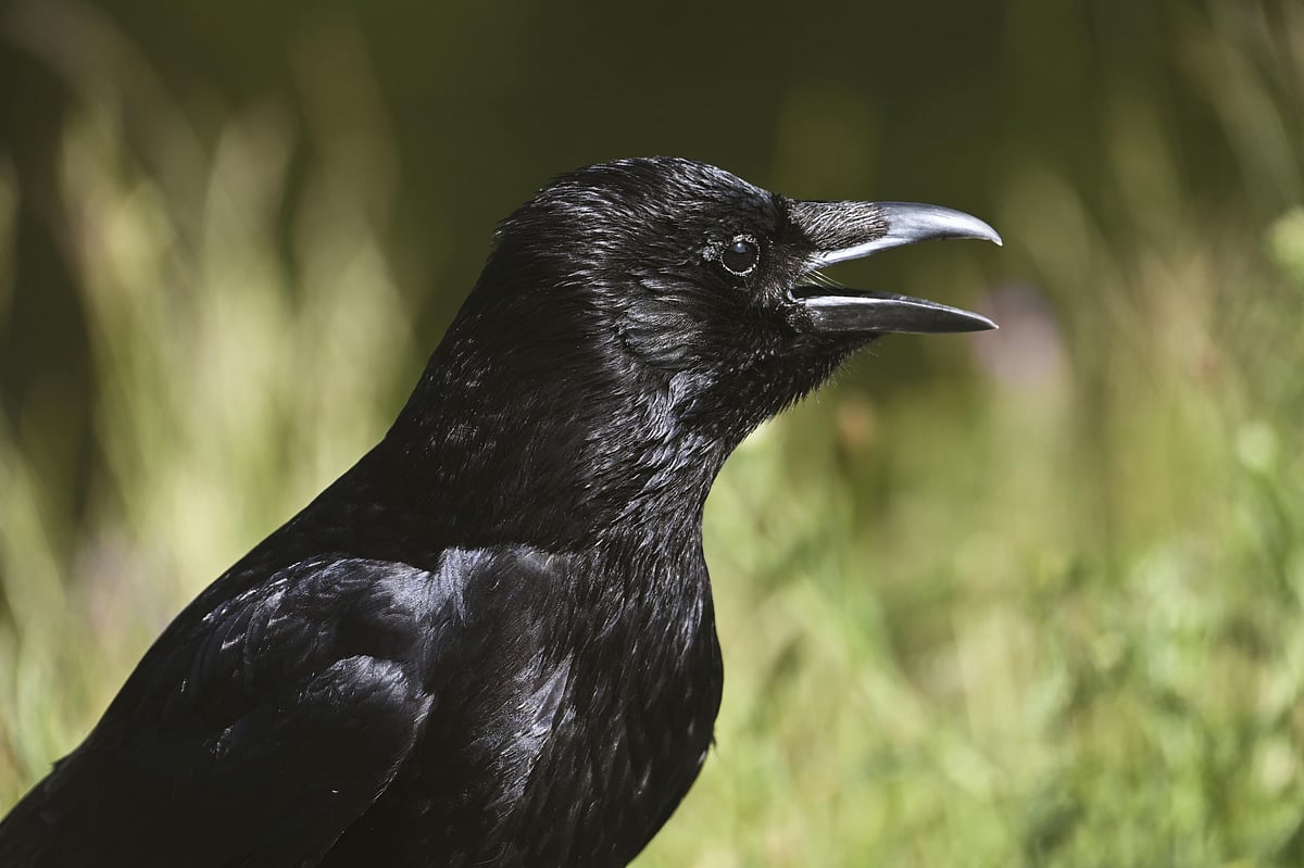 crows will come back for revenge after 17 years and will not forget
