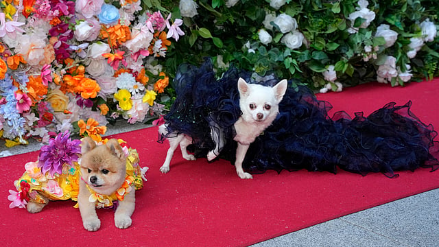 Canine Couture: Pet Gala in NYC Puts Dogs in the Spotlight