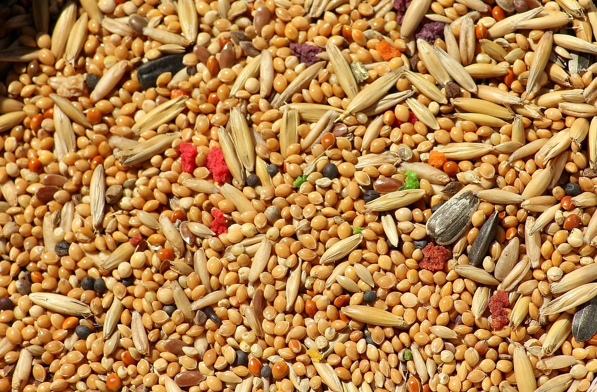 Here are some reasons why millets are the superfood you need for better ...