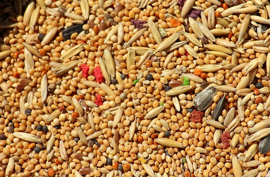 Here are some reasons why millets are the superfood you need for better ...