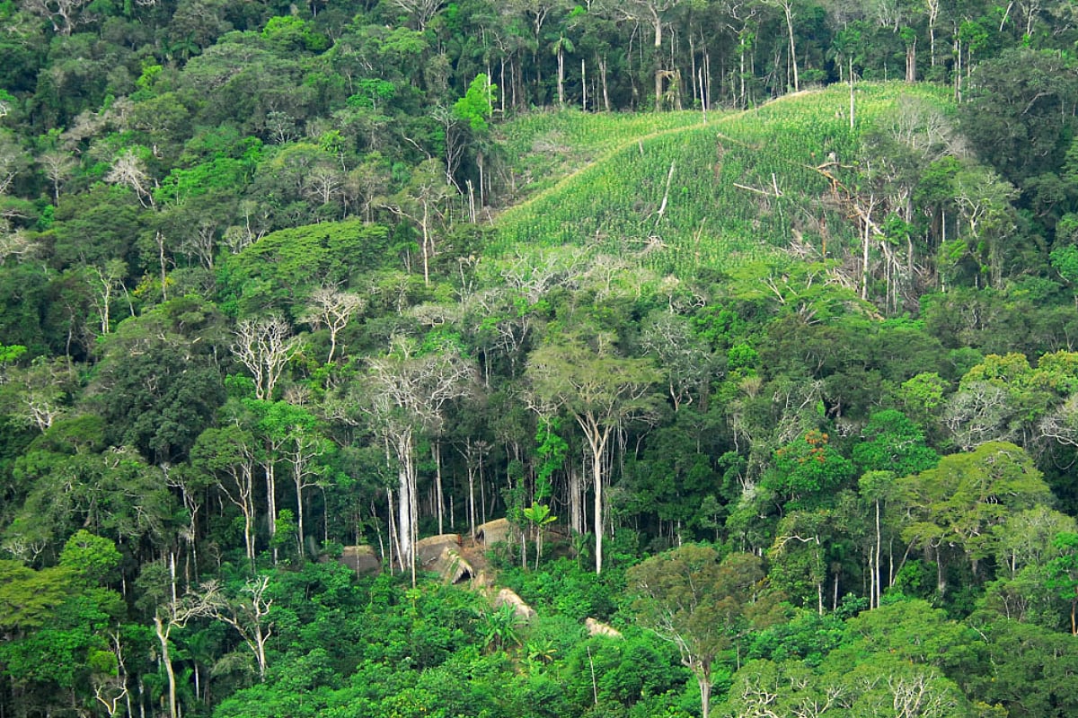 Five of the oldest rainforests in the world
