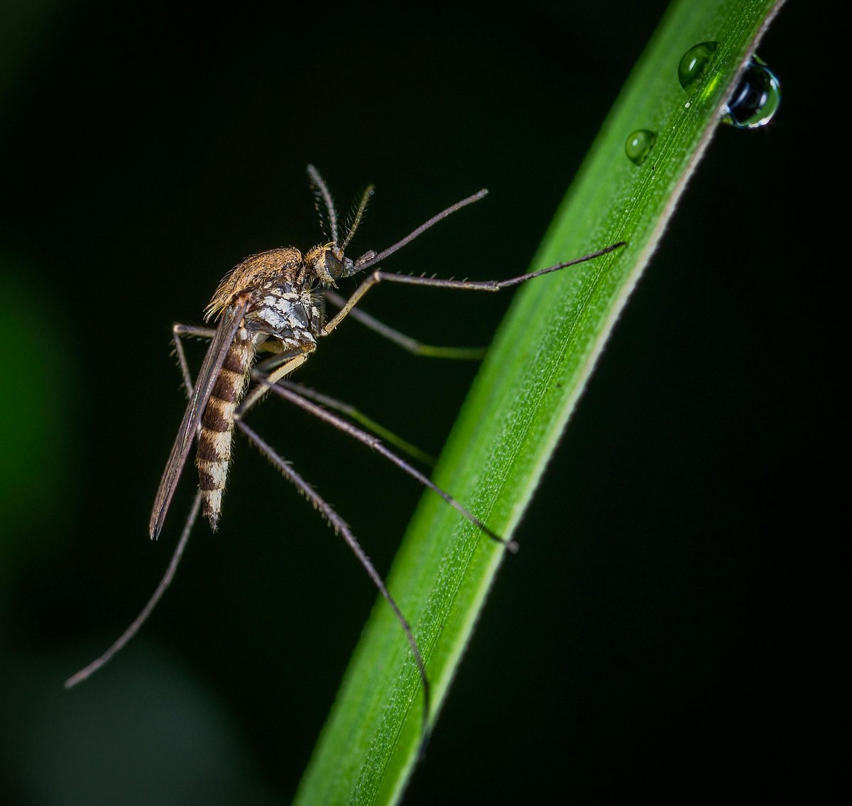 Top 5 deadly diseases transmitted by mosquitoes
