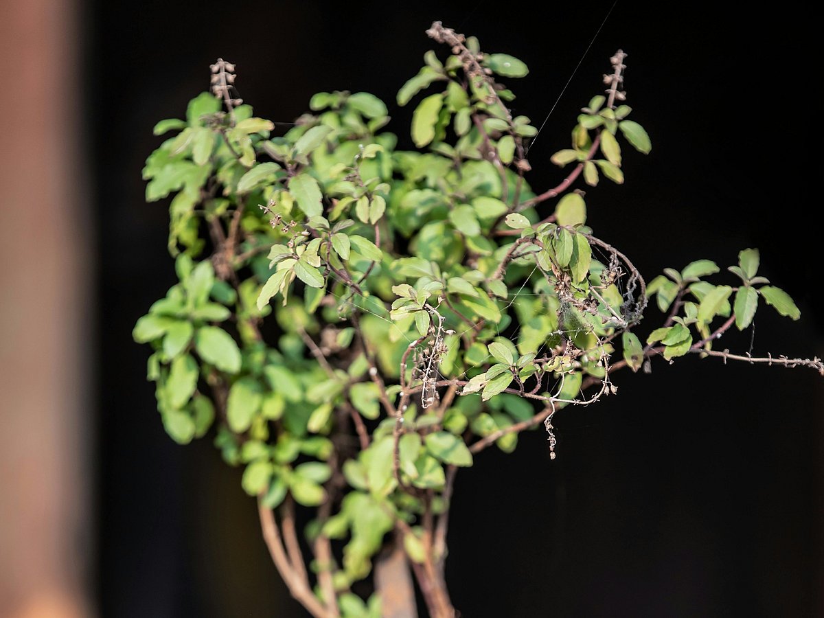 Five health benefits of tulsi you must know