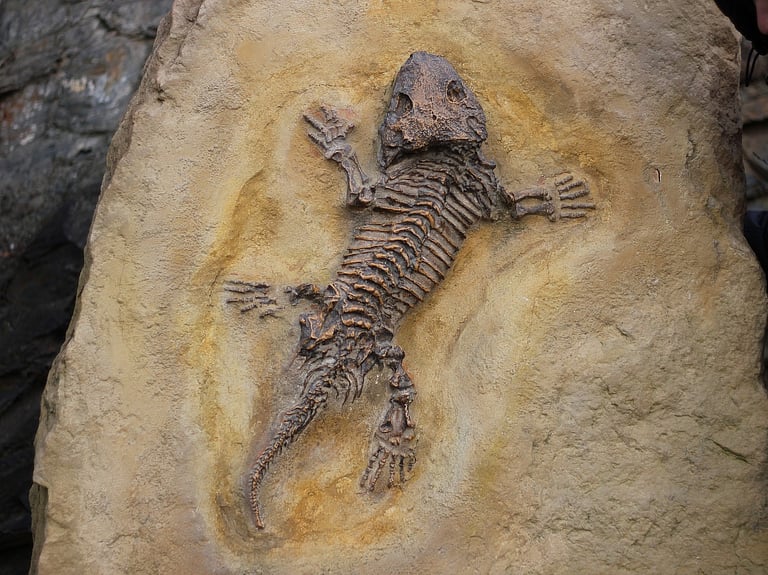 India’s Fossil Parks: Unearthing ancient secrets hidden in stone