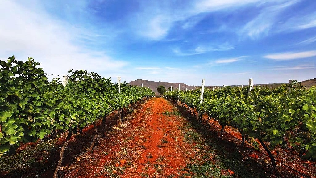 Wines, vines and a perfect getaway – discover the sommelier in you at ...