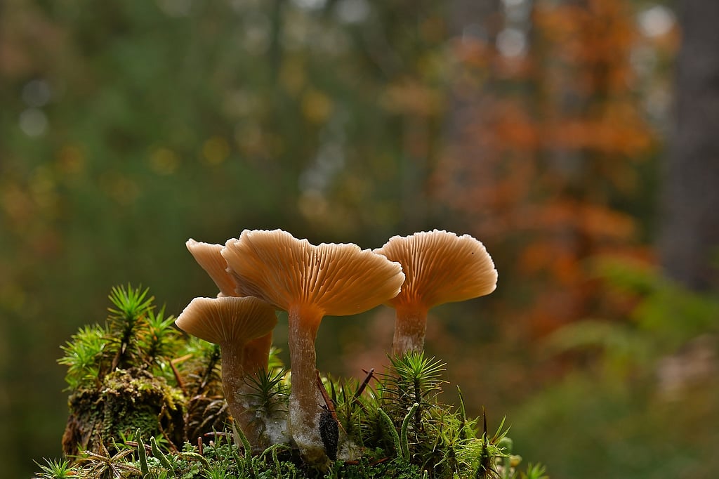 The world's most expensive mushrooms