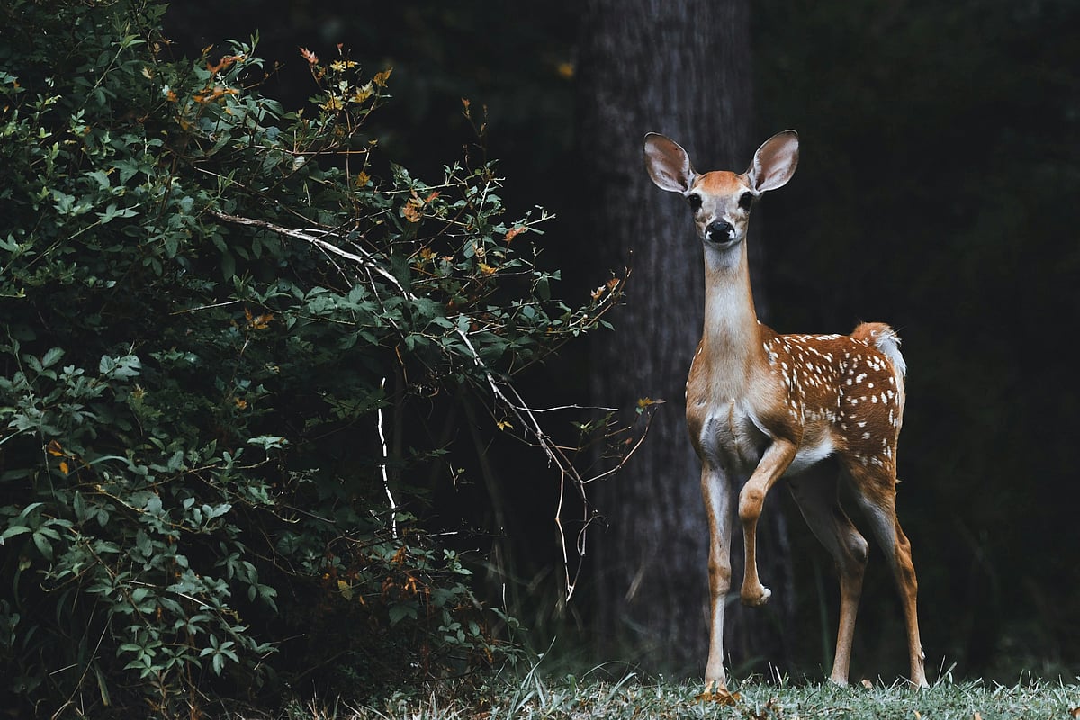 Odisha opens doors to a new jungle safari with Atei Reserve Forest in ...