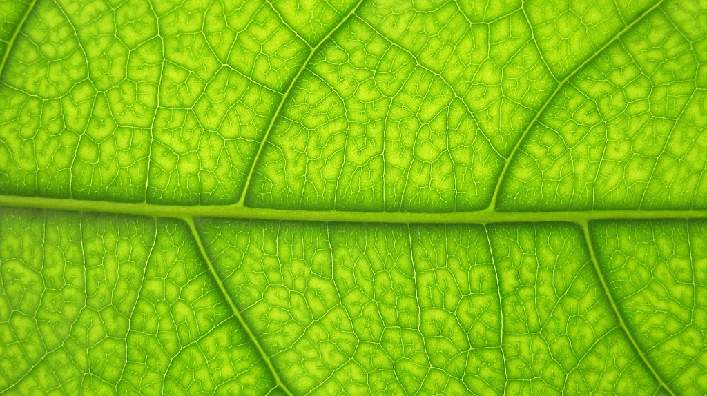 Exploring BioArt: A Fusion of Science, Art, and Nature