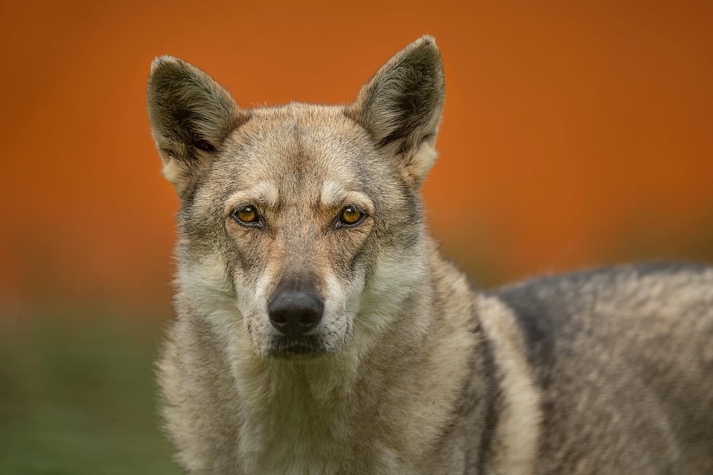 From the Czechoslovakian Wolfdog to Samoyed, here are some of the most ...