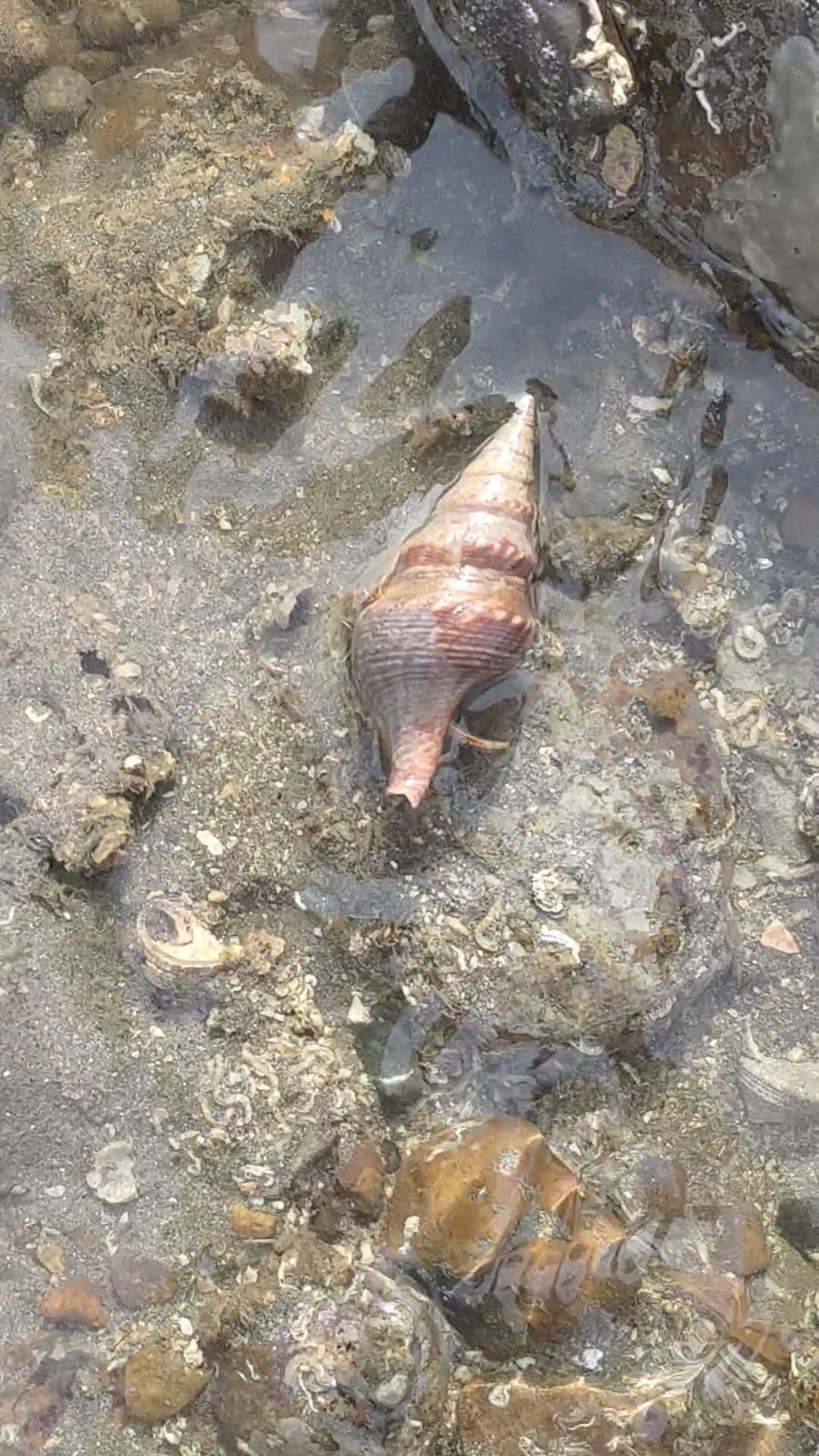 World Environment Day: The hidden marine wonders beneath Mumbai’s ...