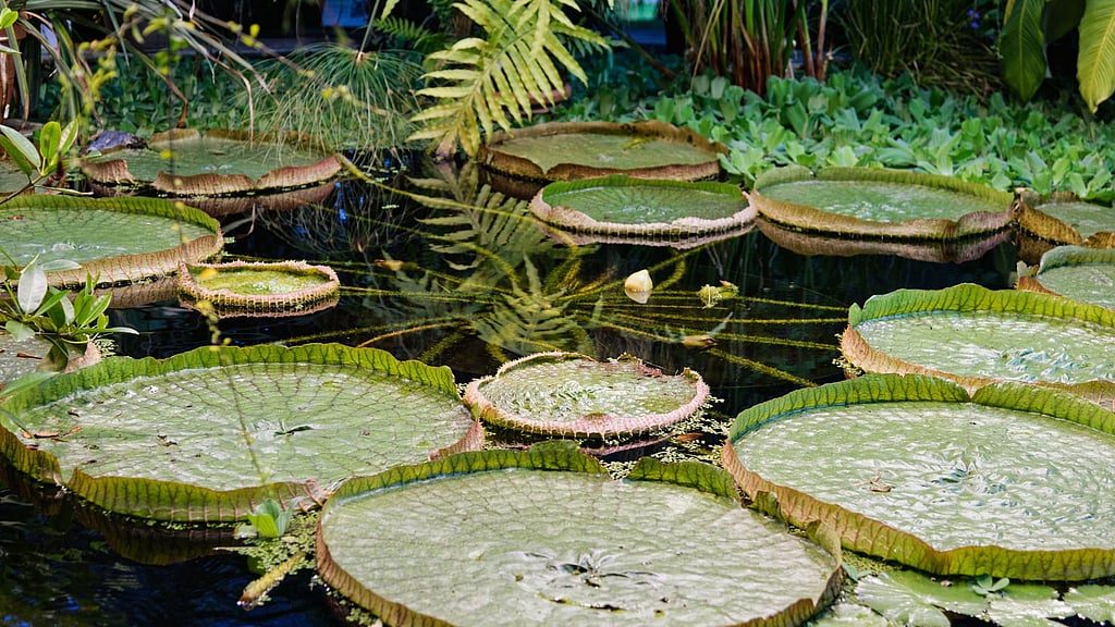 Lotus leaf masks are the new sun shield in China