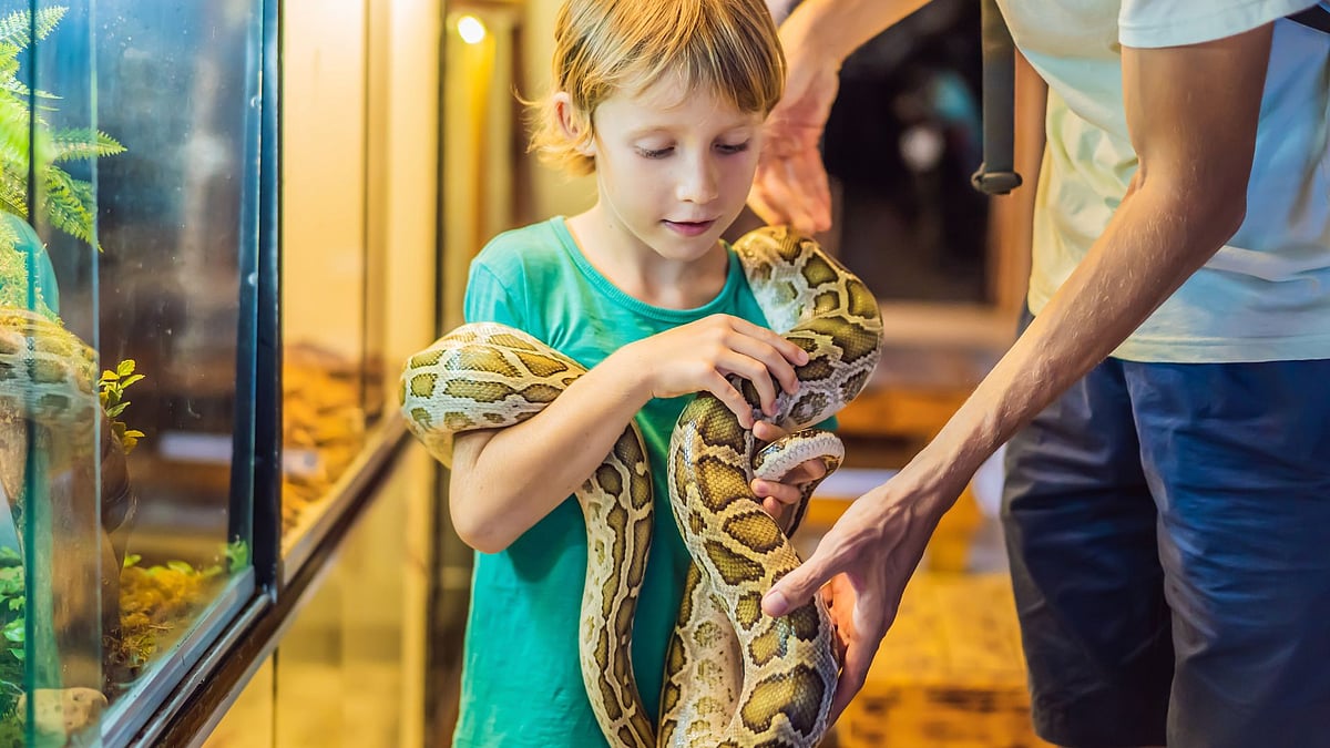 Four things to do when you spot a snake indoors