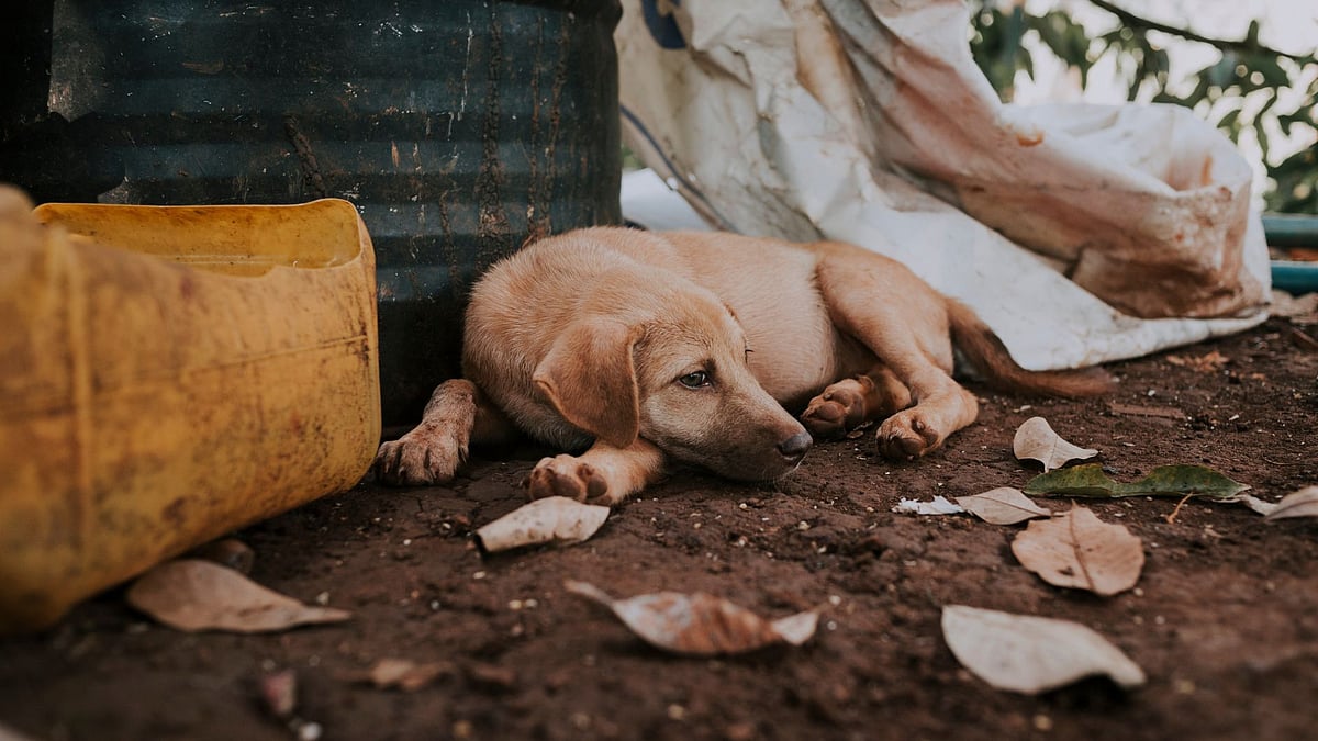 Supreme court orders authorities to move stray dogs in Delhi-NCR