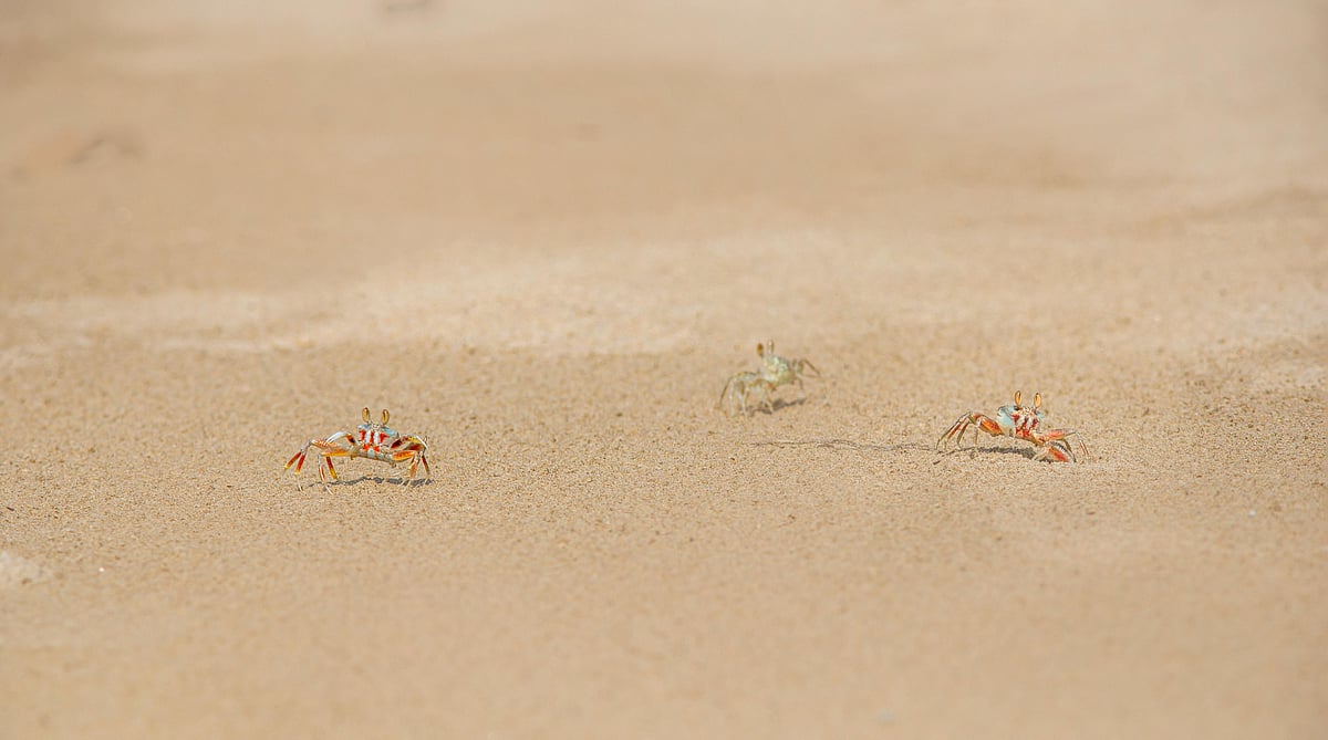 Common crabs you spot near beaches and how to identify them