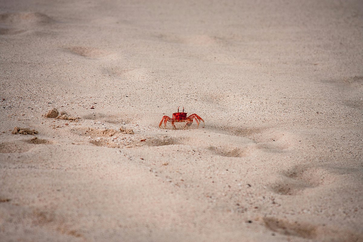 Common crabs you spot near beaches and how to identify them