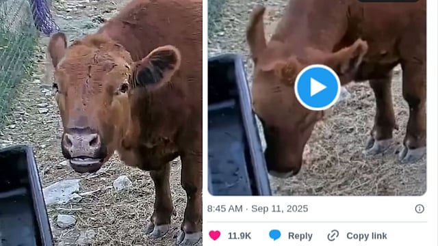 Here's why Winnie the cow is going viral on Twitch