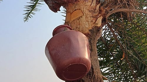 Khejur Gur: What goes behind making of this caramelly Bengal delicacy