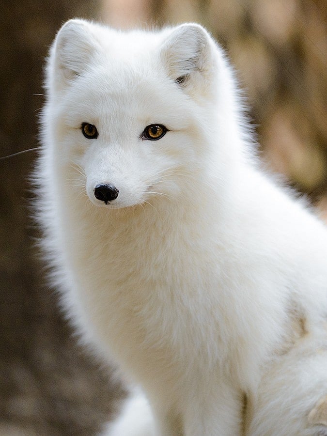 5 rare animals that can only be seen in winters