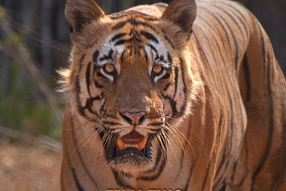 Web series Tiger Legacy chronicles Tadoba’s iconic tiger dynasties