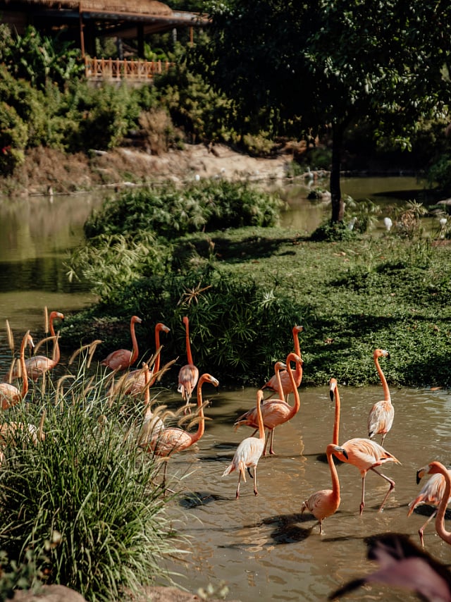 5 unknown facts about flamingos