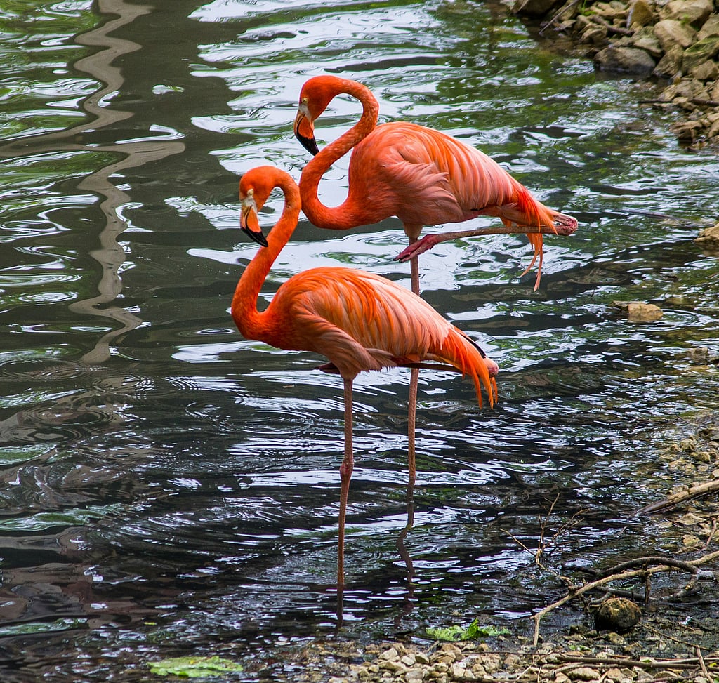 Why Flamingos migrate to India in winters & the top spots to see them