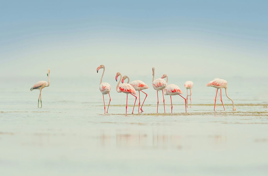 Why Flamingos migrate to India in winters & the top spots to see them