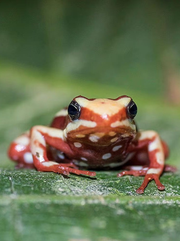6 most poisonous frogs