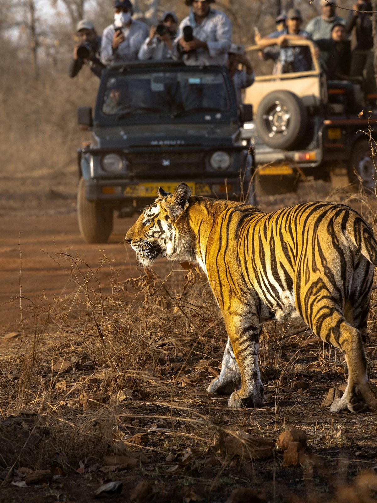 6 Best Wildlife Safari Experience You Can Include in your Bucket List