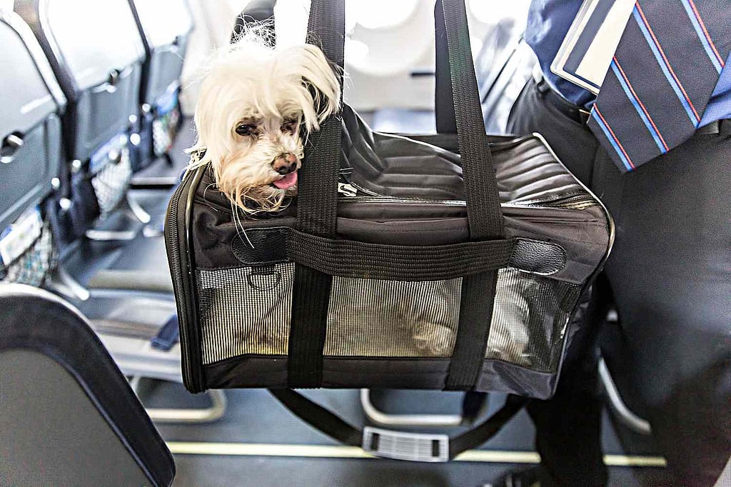 Air India economy class now allows your pets under 10 kgs on board