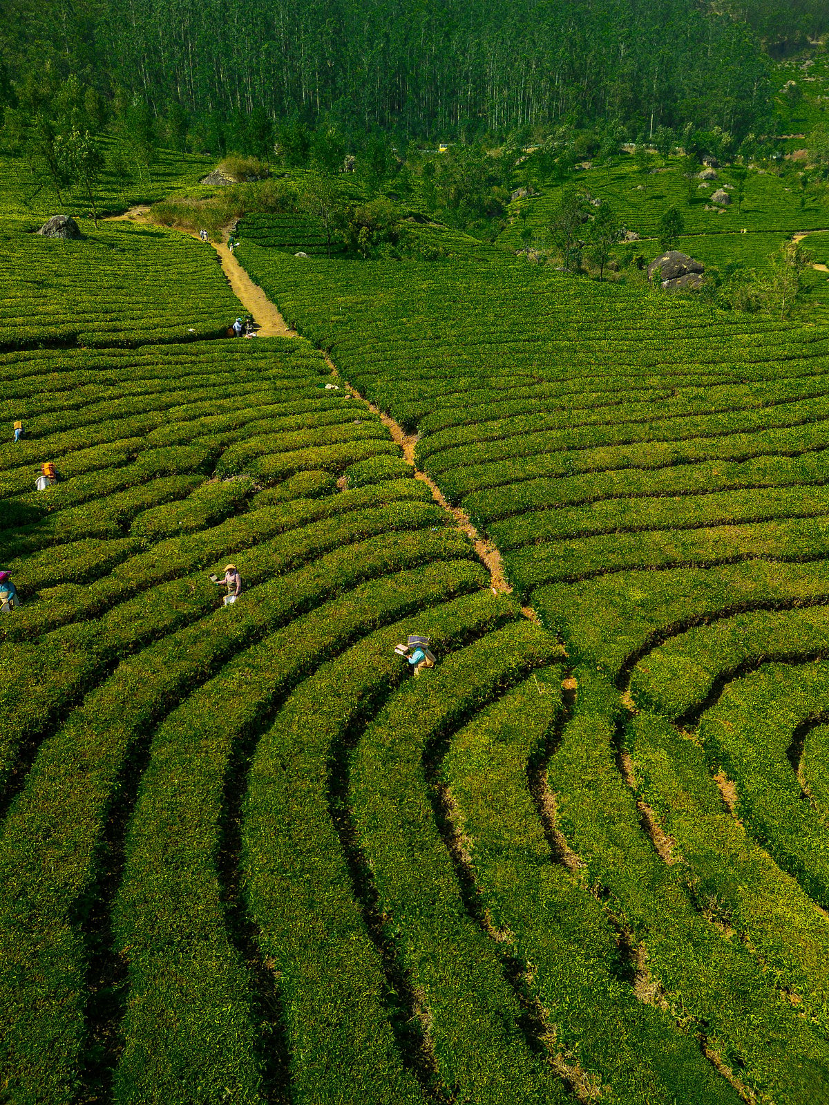 Offbeat hill stations in North Bengal for weekend getaways