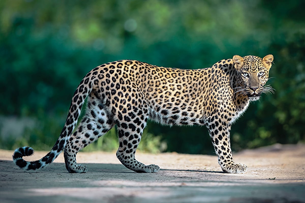 Kumbhalgarh Wildlife Sanctuary now notified as an Eco-Sensitive Zone