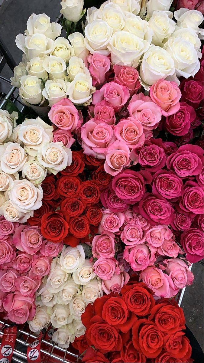 Exploring different types of roses and their significance