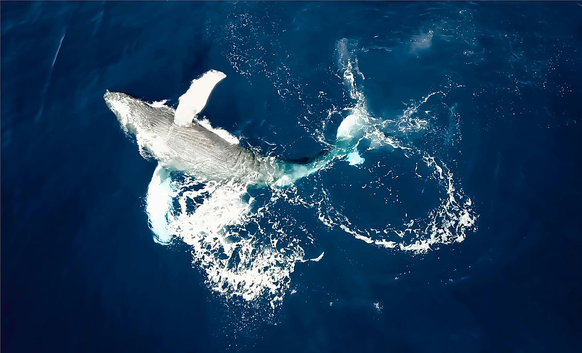 What is a whale fall, and how does it affect the deep-sea environment?