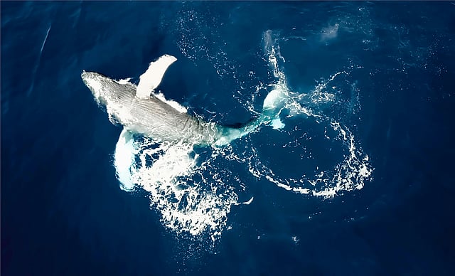 What is a whale fall, and how does it affect the deep-sea environment?