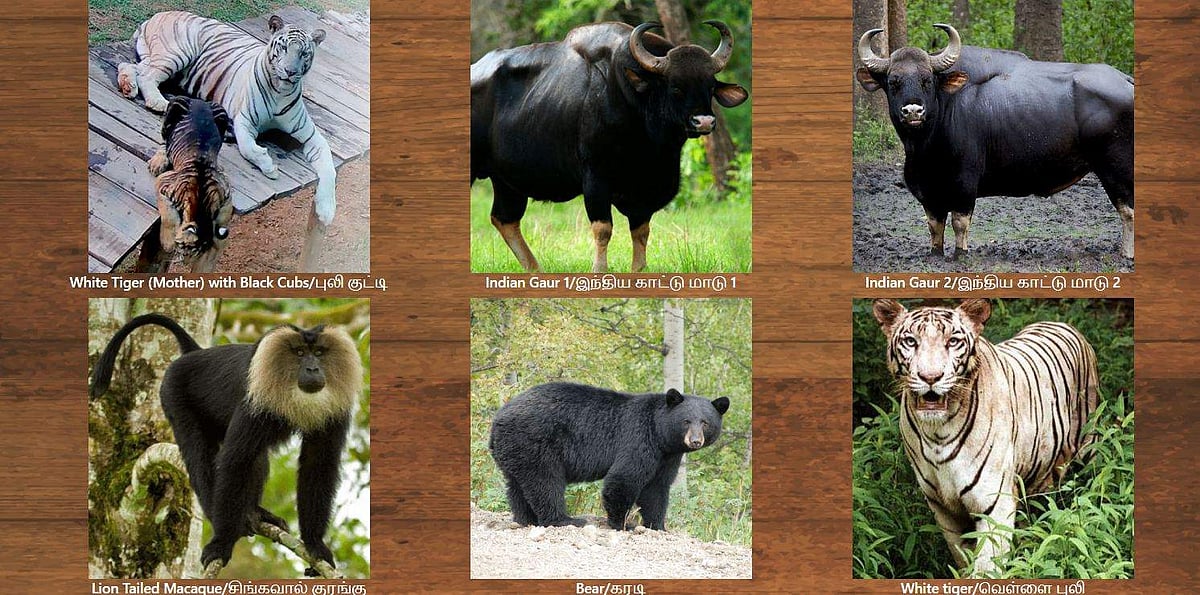 Vandalur Zoo website begins live streaming; generates over 13 million ...