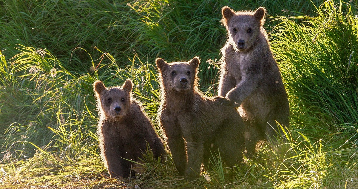 Spy cameras disguised as animals once again infiltrate the wild in ...