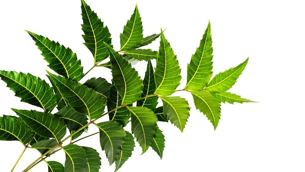 Here’s how to make the most of the green goodness of neem, in products ...