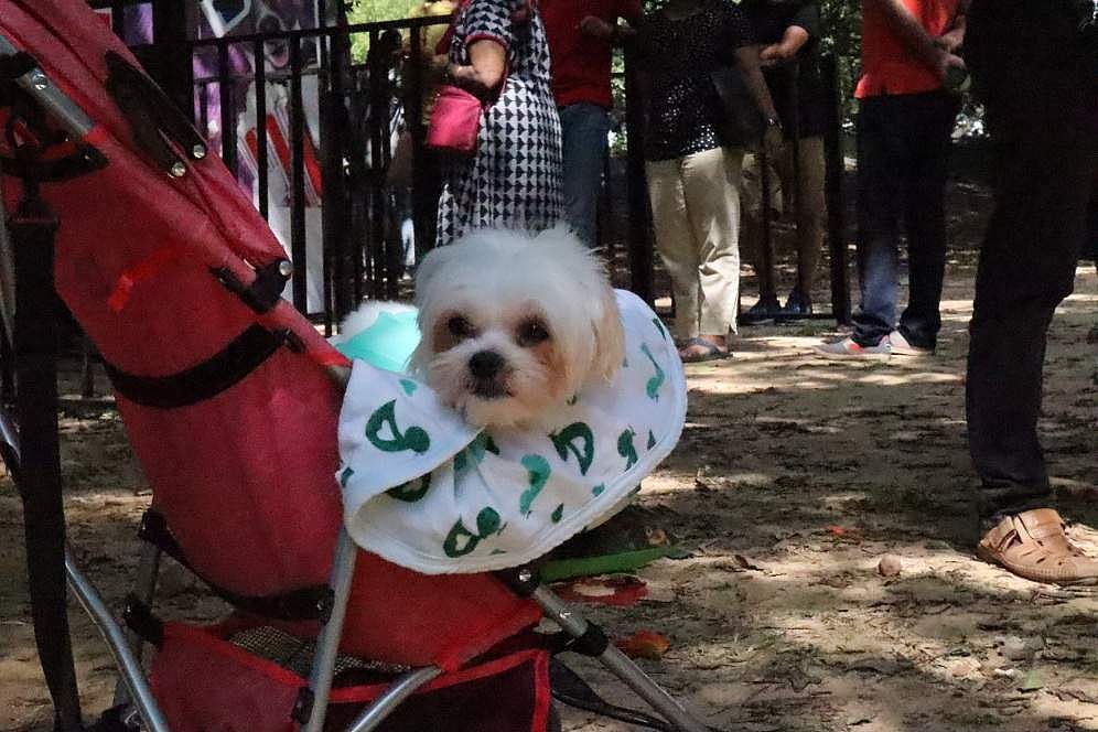 Pet Fed, India’s biggest pet festival and dog carnival, finds a good ...